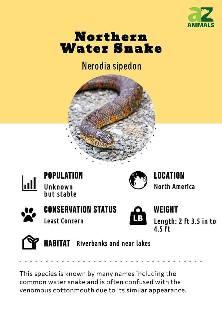 Northern Water Snake Animal Facts - Nerodia sipedon - A-Z Animals