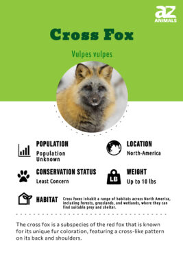 Cross Fox Animal Facts - Vulpes vulpes - A-Z Animals