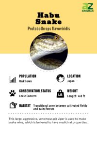 Habu Snake Animal Facts - Protobothrops flavoviridis - A-Z Animals