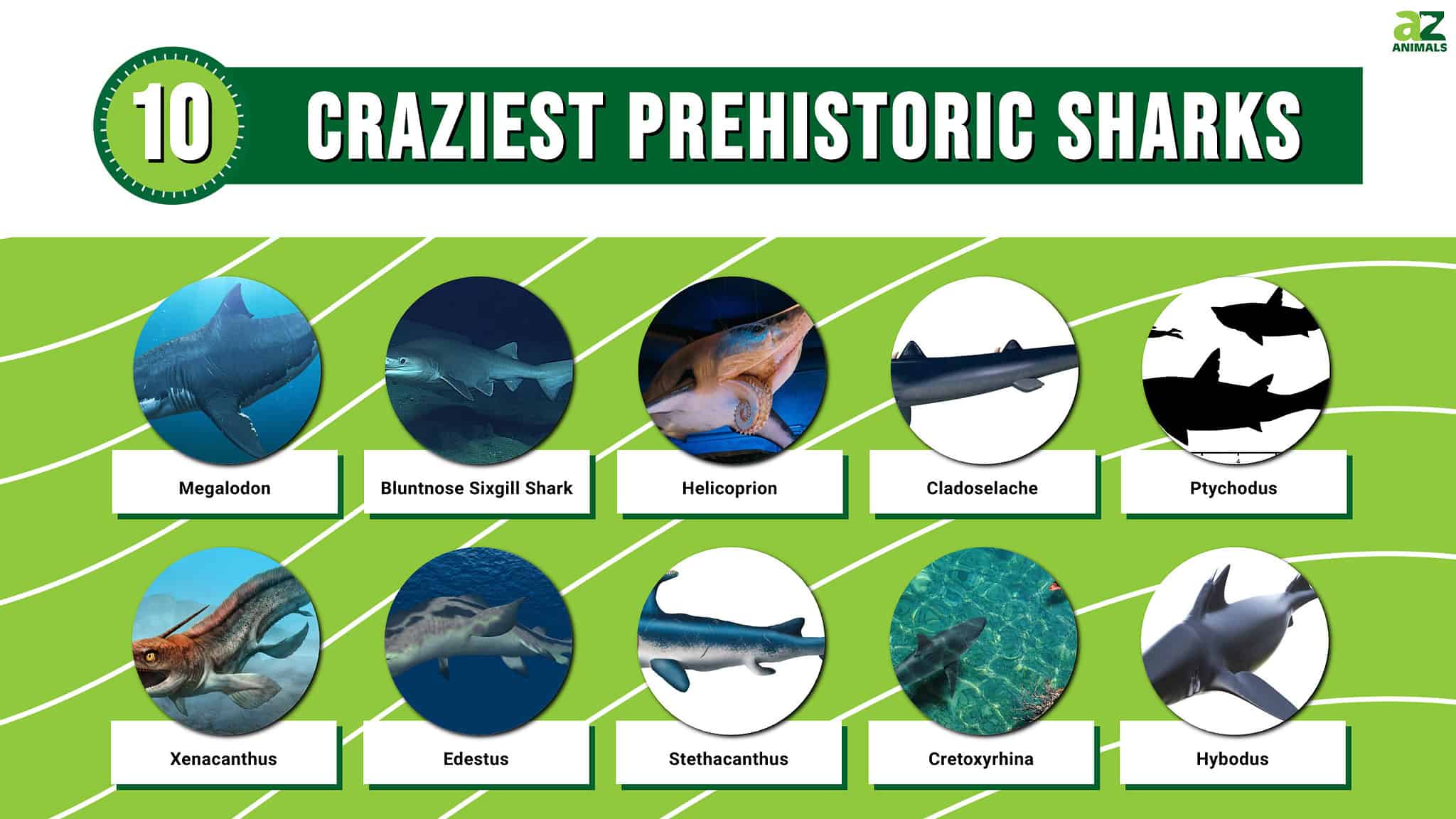 The 10 Craziest Prehistoric Sharks - A-Z Animals