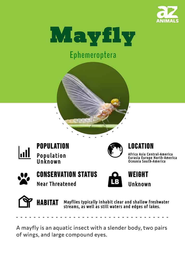 Mayfly Insect Facts - Ephemeroptera - A-Z Animals