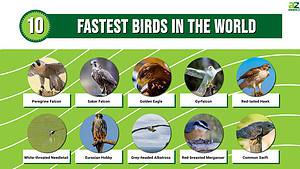 The 10 Fastest Birds Soaring Today's Skies - A-Z Animals