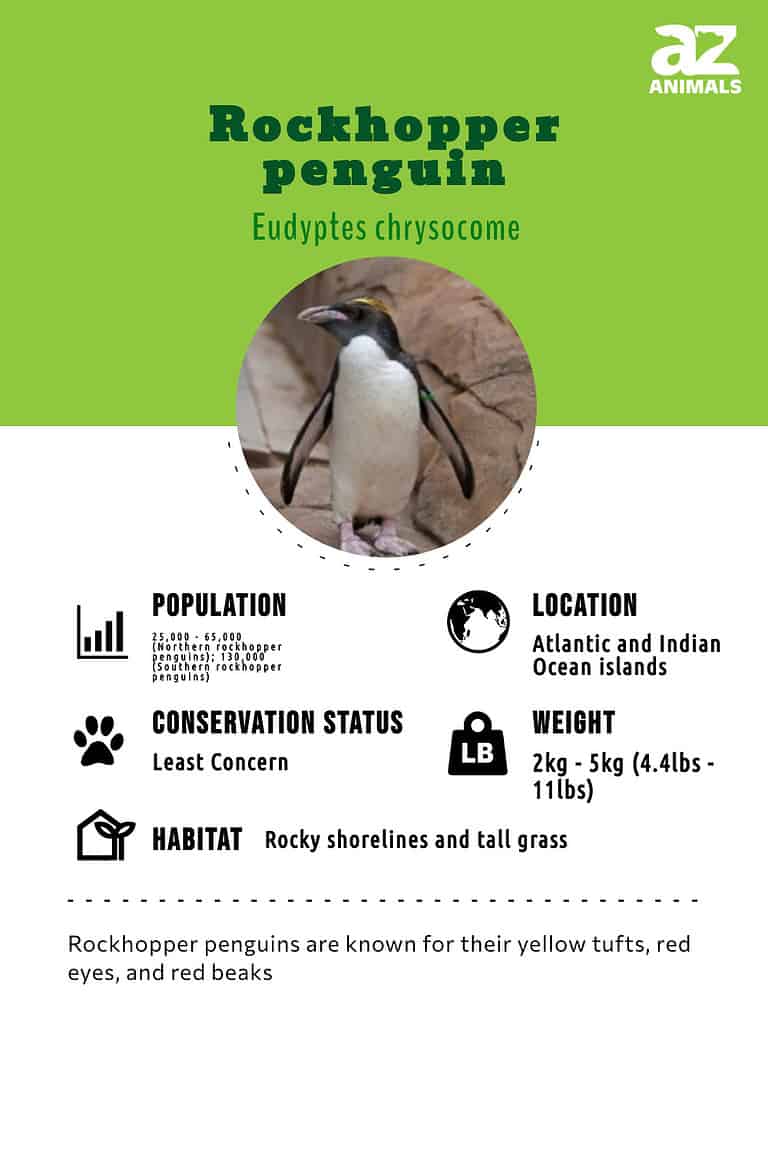 Rockhopper Penguin Bird Facts - Eudyptes chrysocome - A-Z Animals