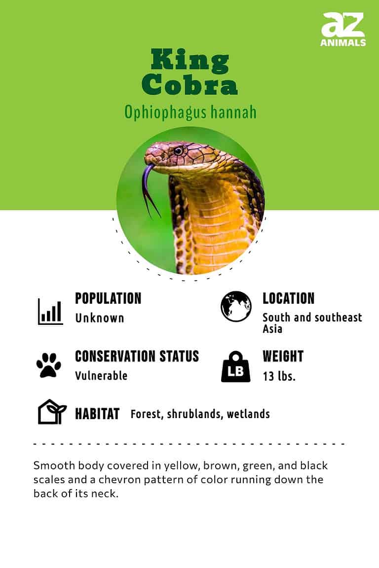 King Cobra Animal Facts - Ophiophagus hannah - A-Z Animals