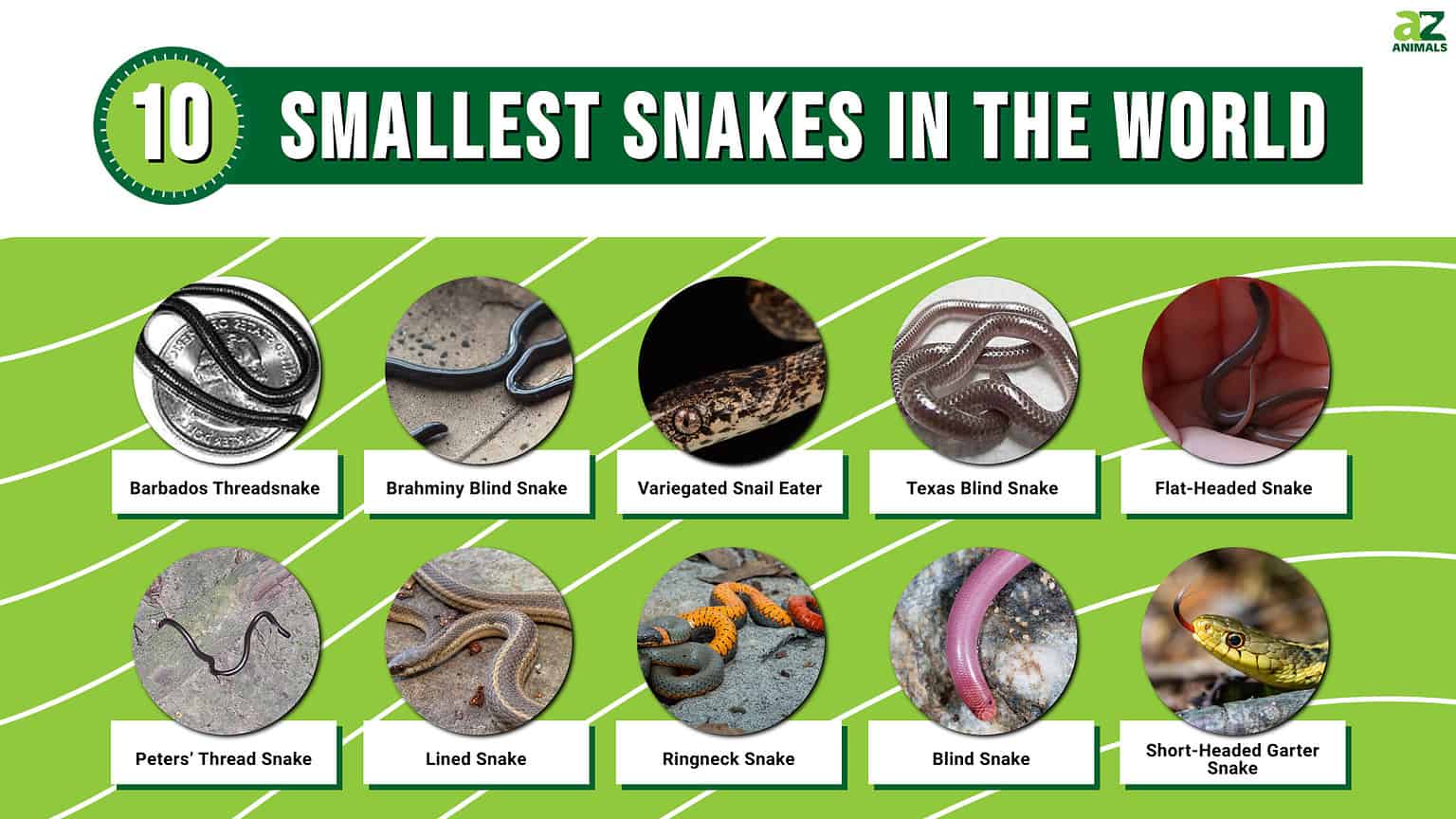 The 10 Smallest Snakes in the World (Some Look Like Tiny Worms!) - A-Z ...