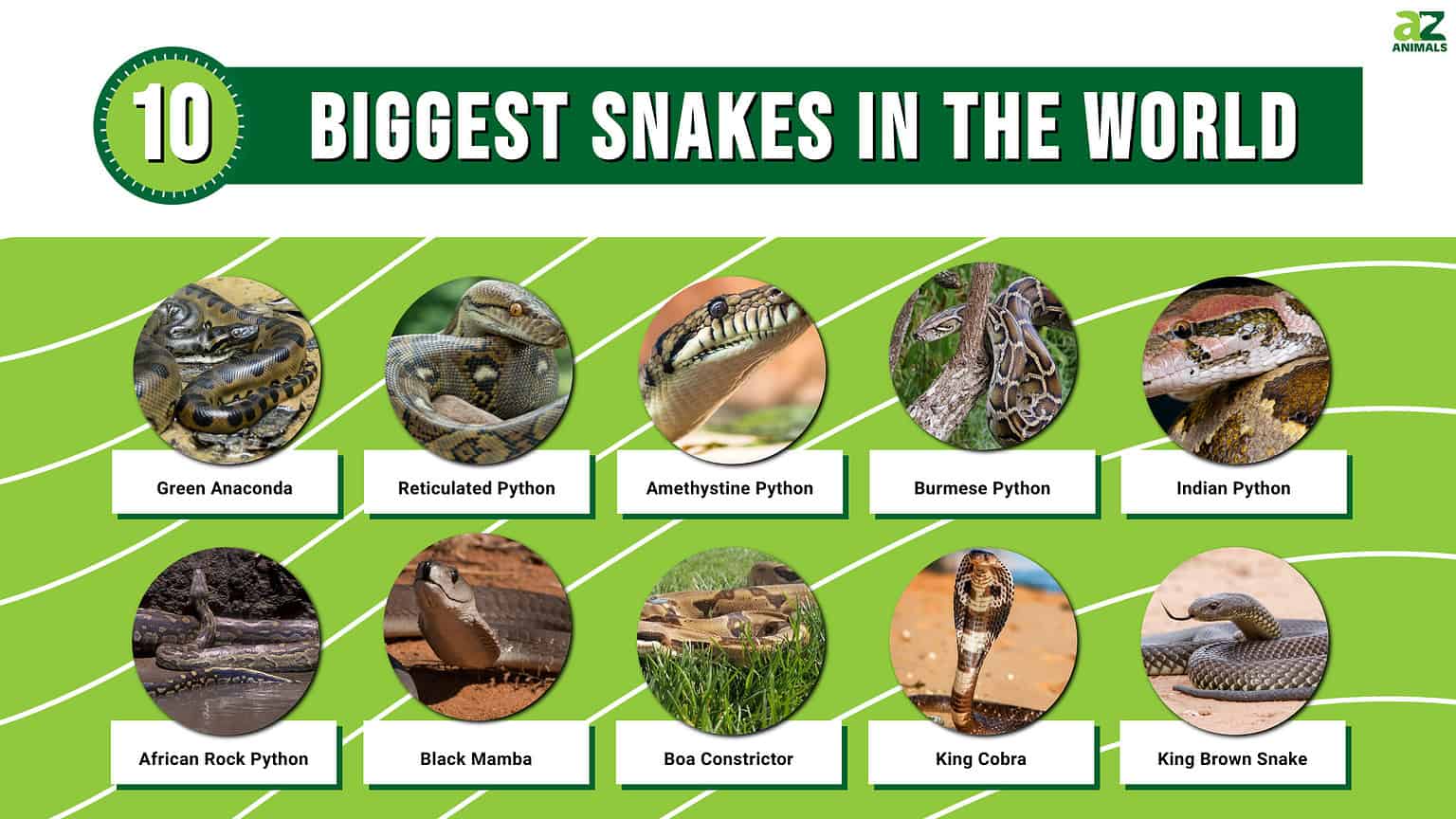 The 10 Biggest Snakes Slithering Around the World - A-Z Animals