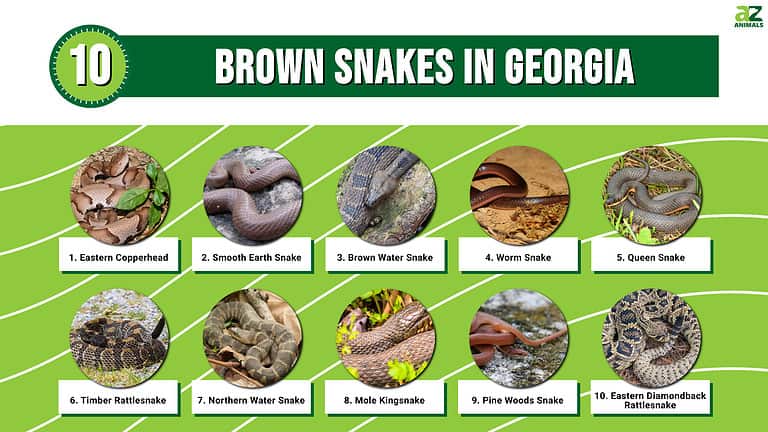 10 Brown Snakes In Georgia - A-Z Animals