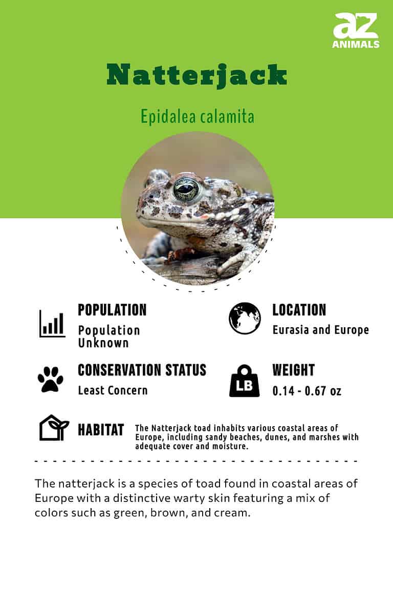 Natterjack Animal Facts - Epidalea calamita - A-Z Animals