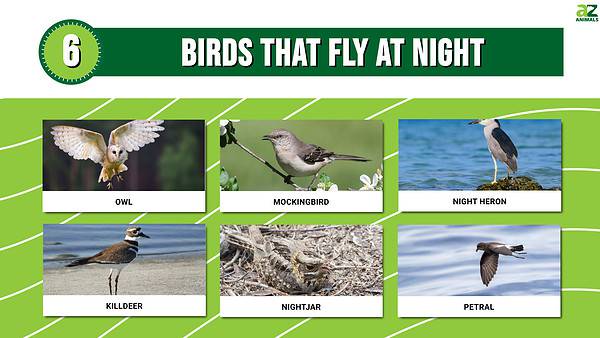 6 Birds That Fly at Night - A-Z Animals
