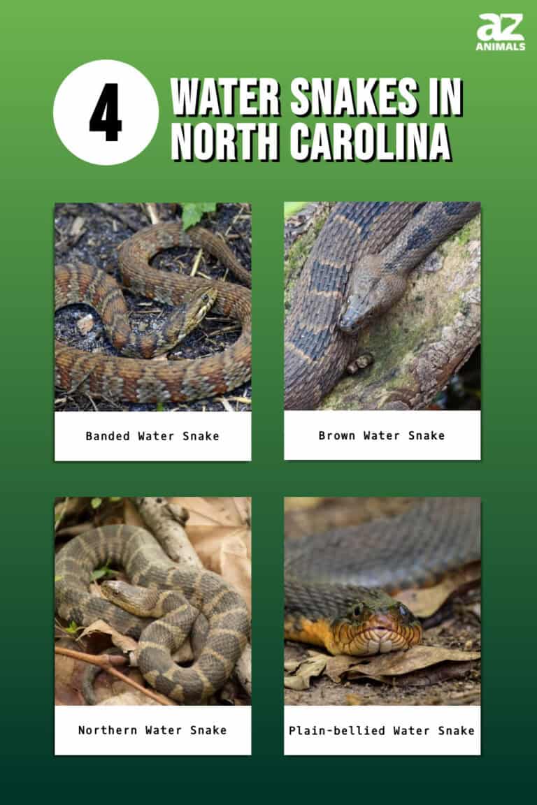 4 Water Snakes In North Carolina - A-Z Animals