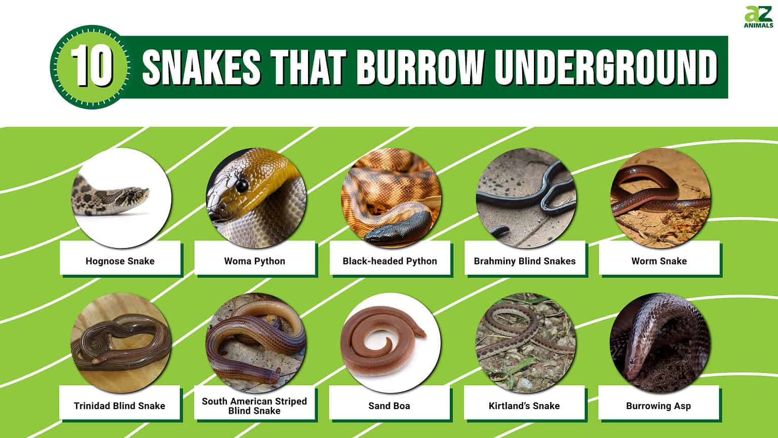 10 Snakes That Burrow Underground - A-Z Animals