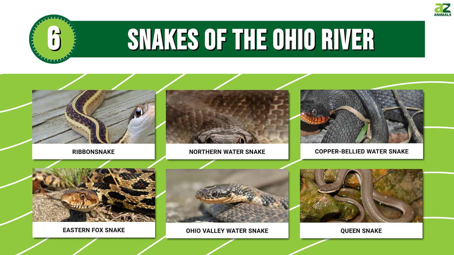 Meet 6 Snakes of the Ohio River - A-Z Animals