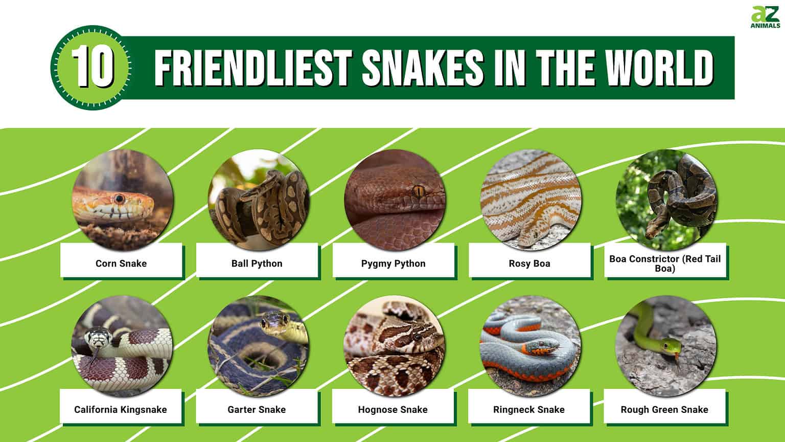 Would You Hug a Snake? Meet the 10 Friendliest Snakes in the World - A ...