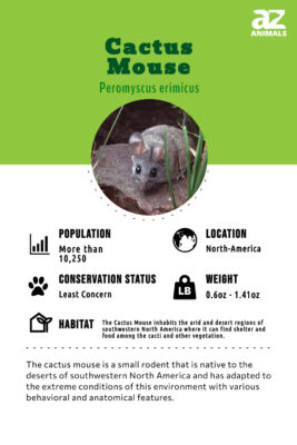 Cactus Mouse Animal Facts - Peromyscus eremicus - A-Z Animals