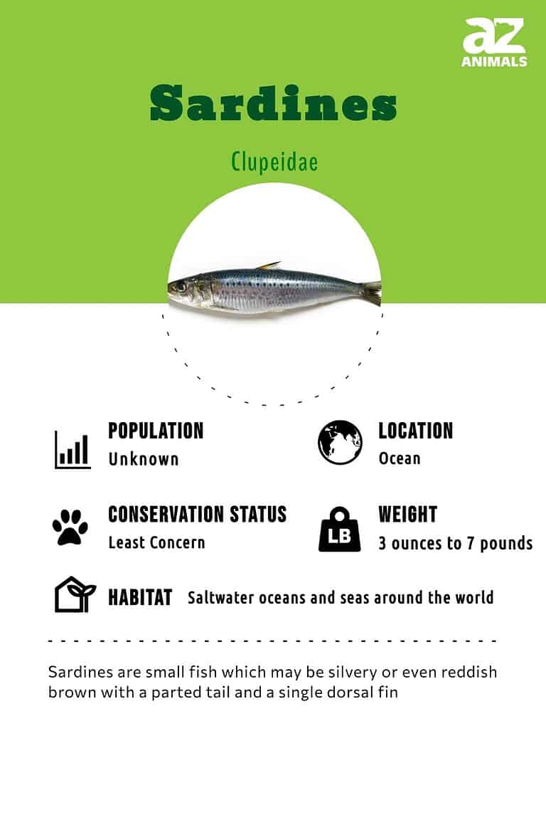 Sardines Fish Facts - A-Z Animals