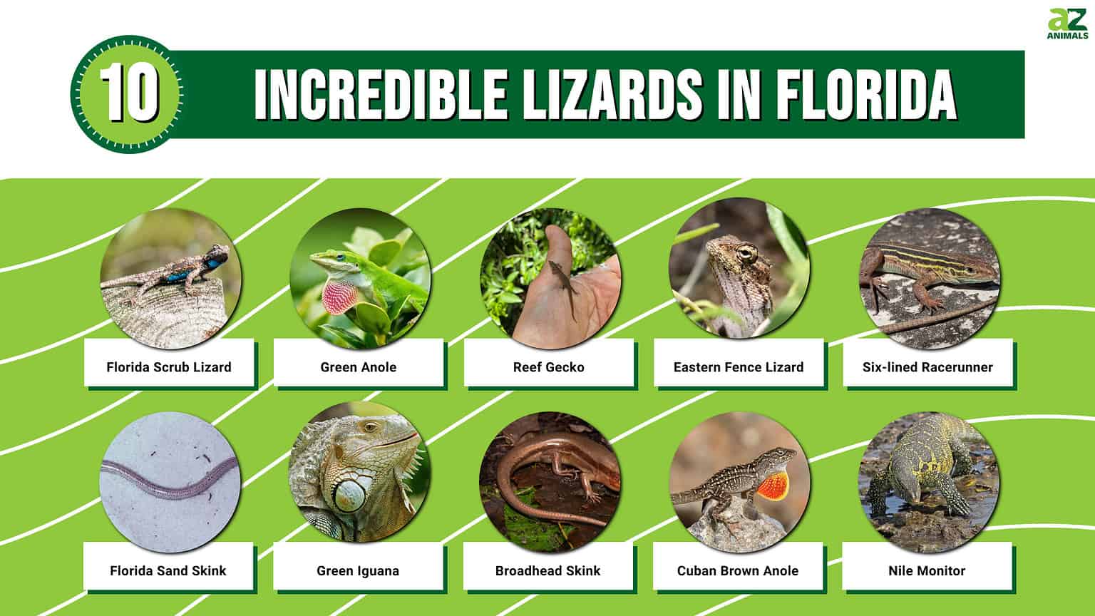 Discover 10 Incredible Lizards in Florida - A-Z Animals