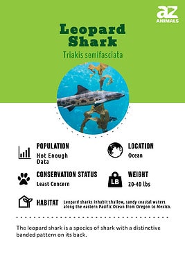 Leopard Shark - A-Z Animals