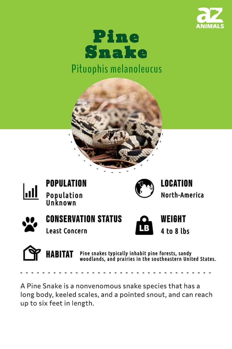 Pine Snake Animal Facts - Pituophis melanoleucus - A-Z Animals