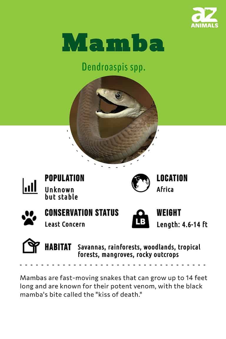 Mamba Animal Facts - Dendroaspis spp. - A-Z Animals