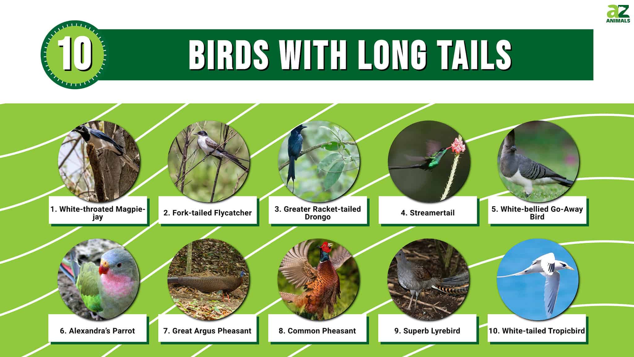10 Birds With Incredibly Long Tails and What They Use Them For - A-Z ...