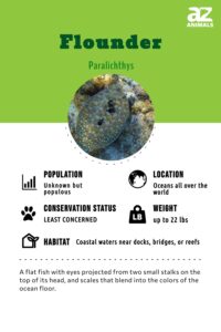 Flounder Fish Facts - Paralichthys - A-Z Animals