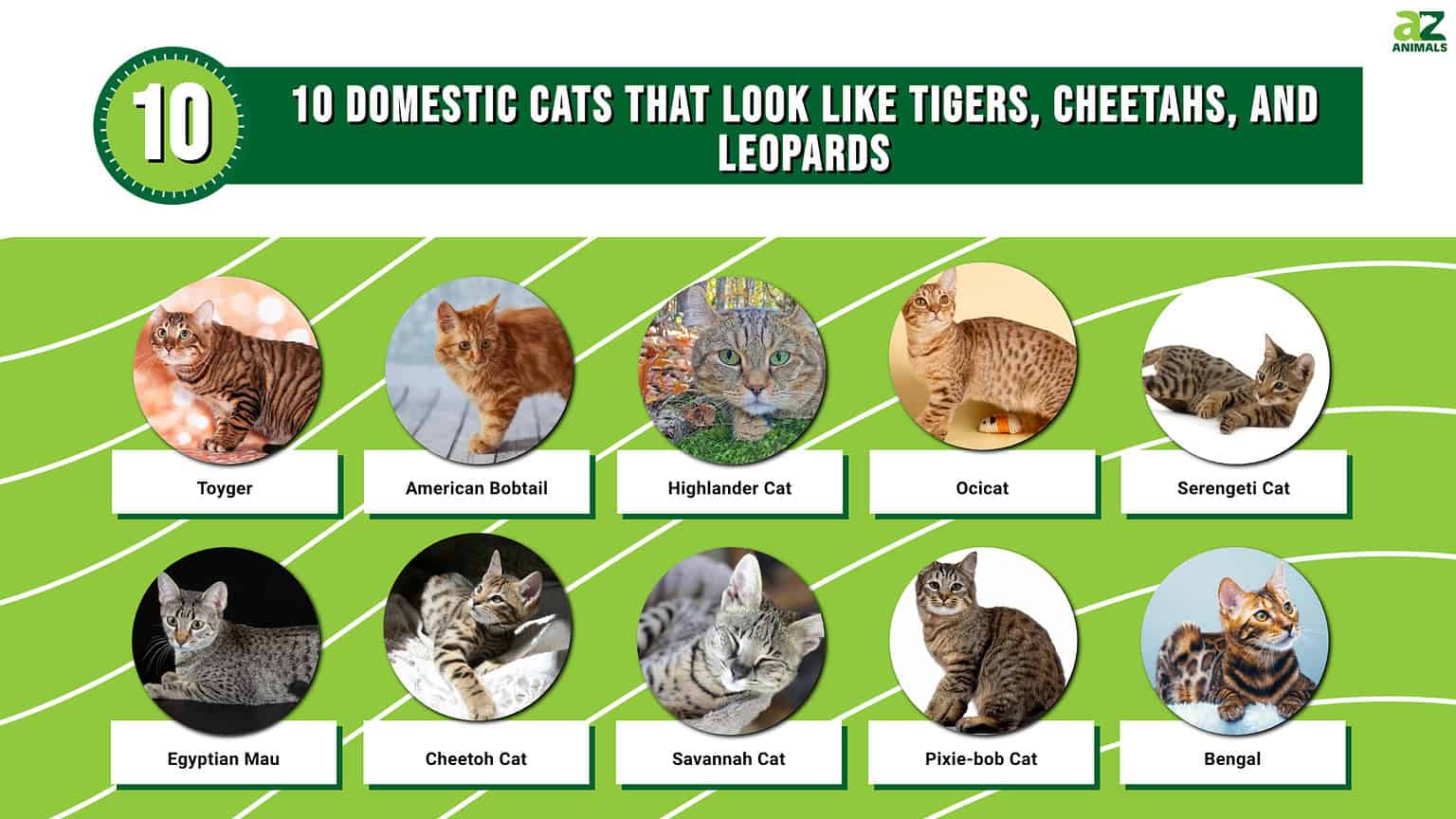10 Domestic Cats That Look Like Tigers, Cheetahs, and Leopards - A-Z ...