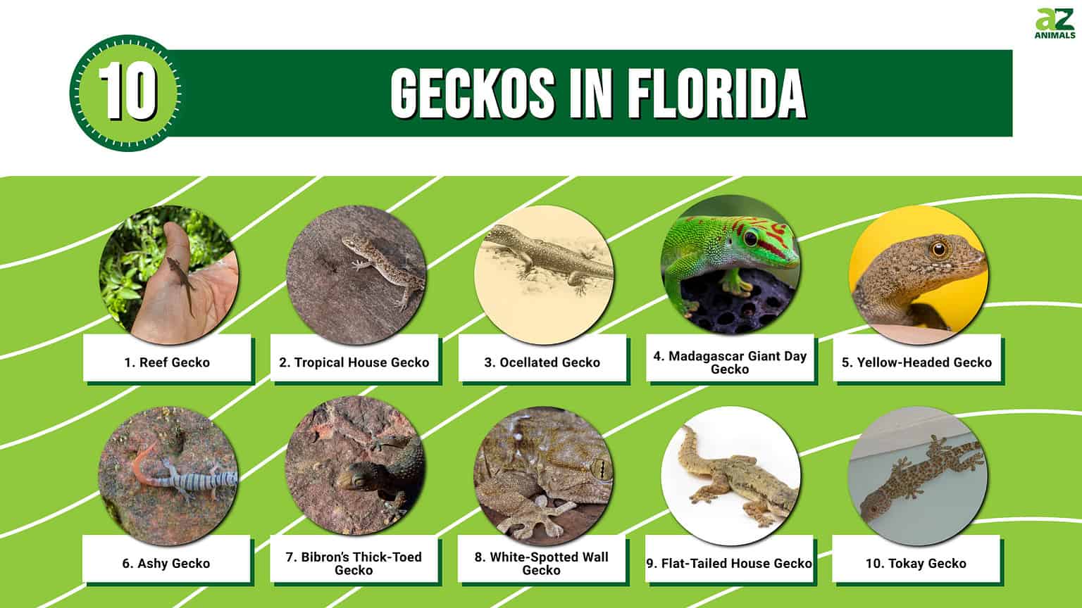 10 Geckos In Florida in 2024 - A-Z Animals