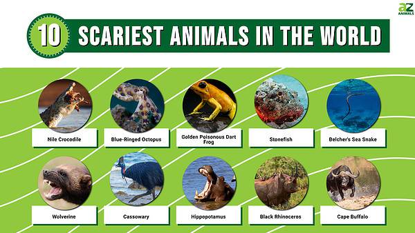 The Top 10 Scariest Animals Still Living on Planet Earth Today - A-Z ...