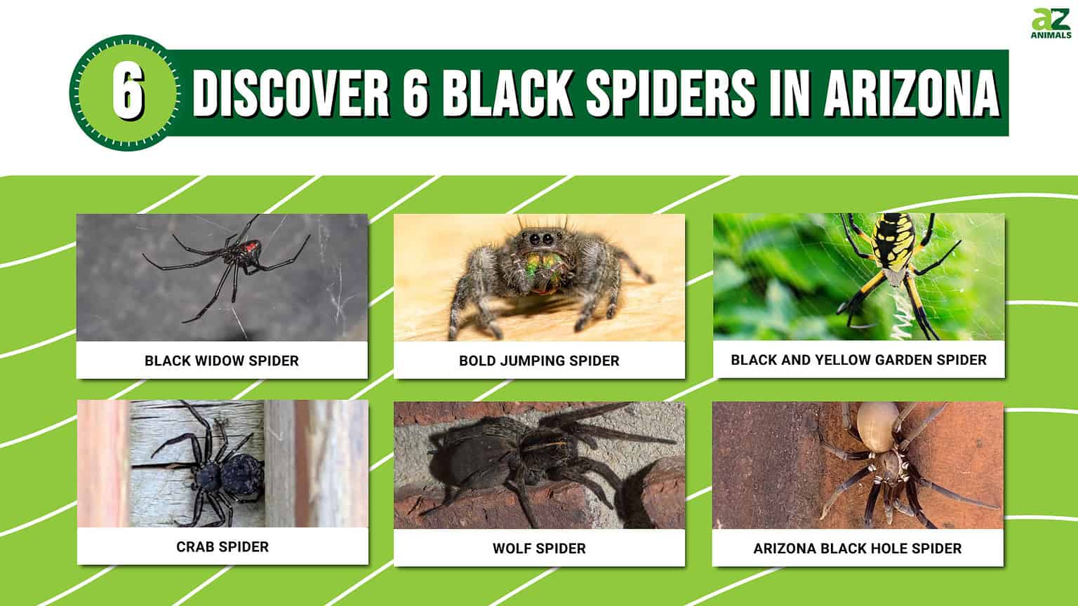 Discover 6 Black Spiders in Arizona - A-Z Animals
