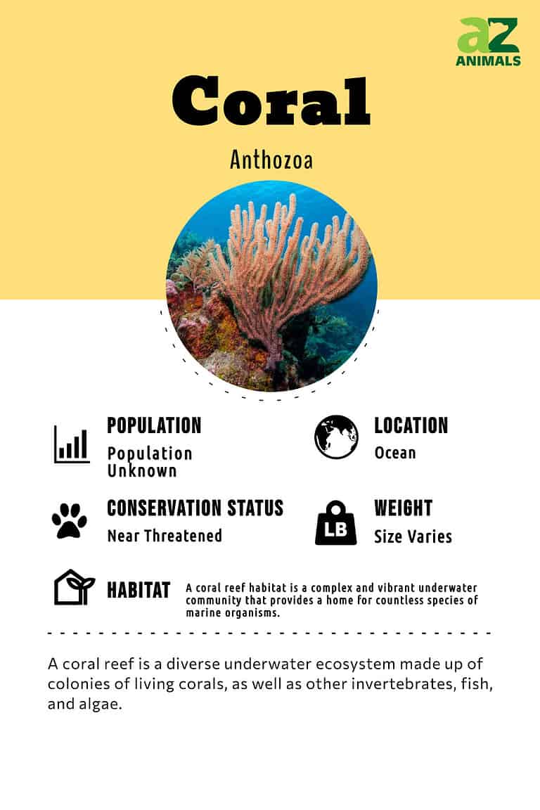 Coral Animal Facts - Anthozoa - A-Z Animals