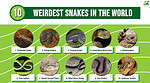 Discover The 10 Weirdest Snakes in the World - A-Z Animals