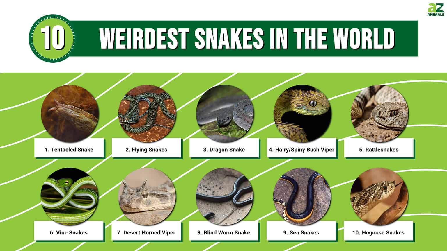 Discover The 10 Weirdest Snakes in the World - A-Z Animals