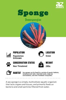 Sponge Animal Facts - Demospongiae - A-Z Animals