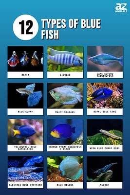 12 Types of Blue Fish: Different Aquarium Fish that are Blue - A-Z Animals