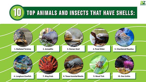 10 Amazing Animals That Have Shells (It's Not Just Turtles!) - A-Z Animals