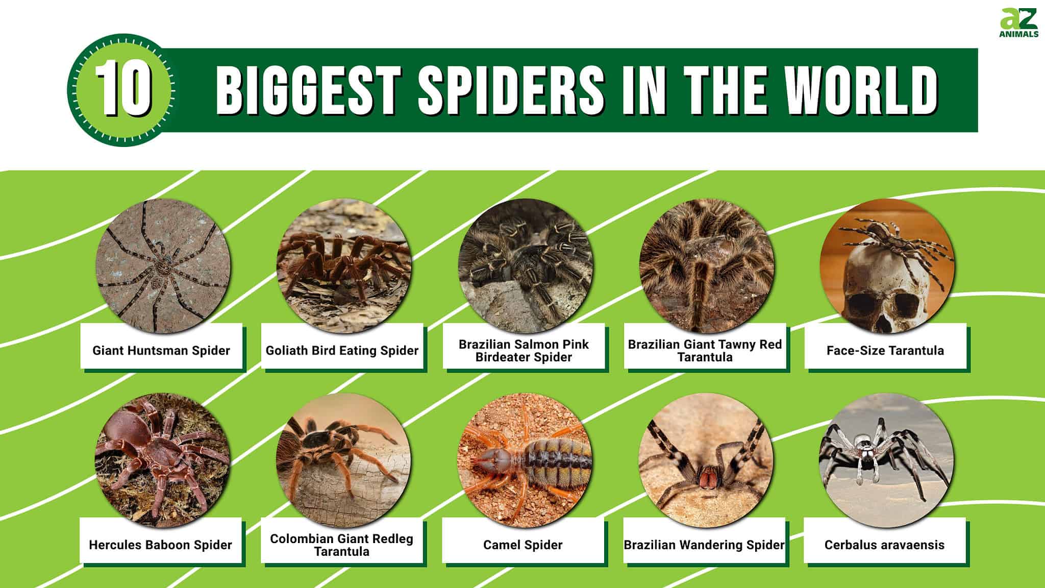 The 10 Biggest Spiders in the World - Are Any Dangerous? - A-Z Animals