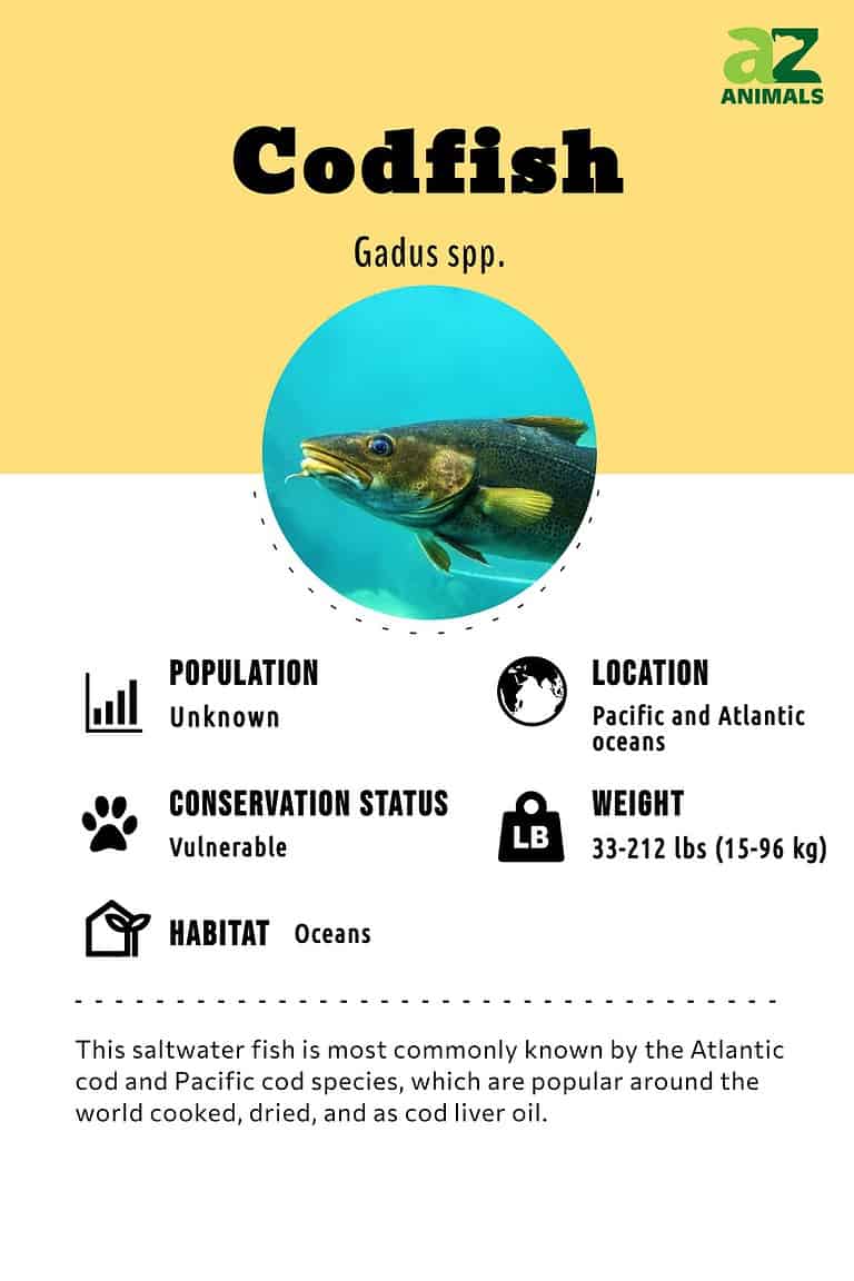 Codfish Fish Facts - Gadus spp. - A-Z Animals