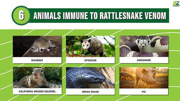 6 Animals Immune to Rattlesnake Venom - A-Z Animals
