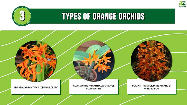 3 Types of Orange Orchids - A-Z Animals
