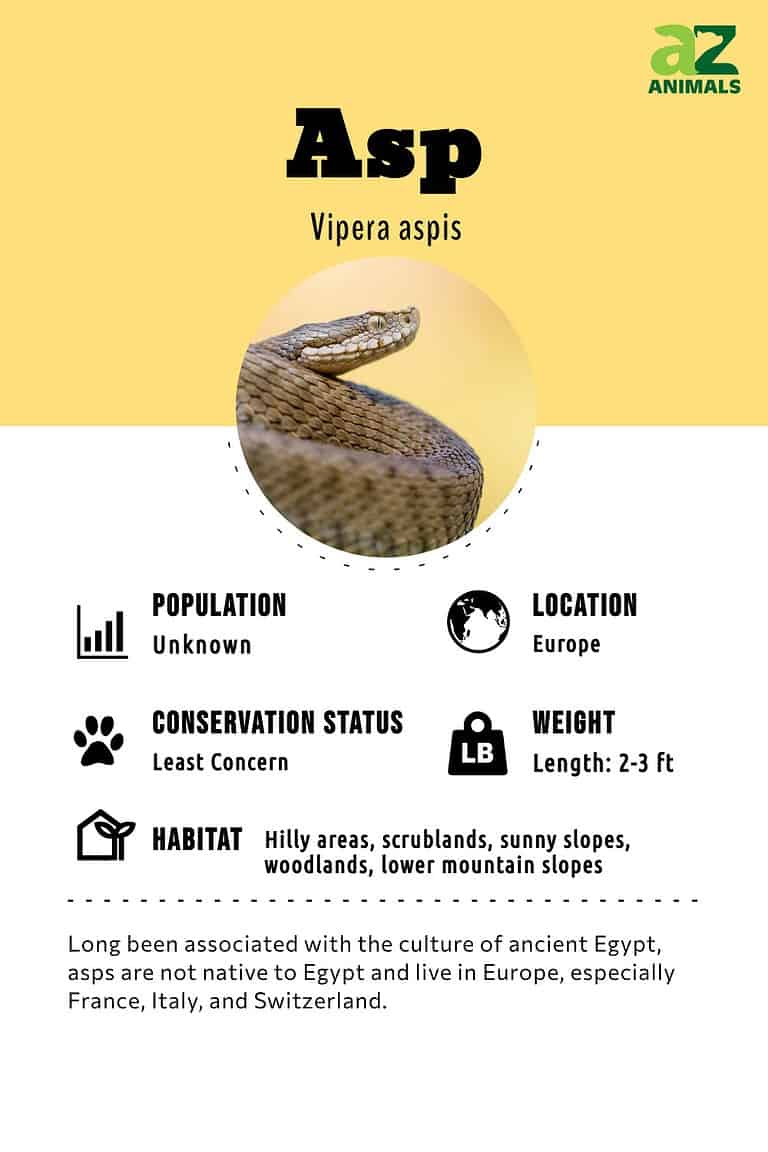 Asp Animal Facts - Vipera aspis - A-Z Animals