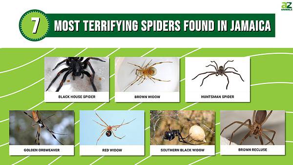 7 Most Terrifying Spiders Found In Jamaica - A-Z Animals