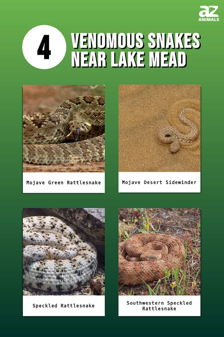Discover The 4 Venomous Snakes Near Nevada's Lake Mead - A-Z Animals