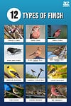 12 Types of Finch Birds with Pictures - A-Z Animals