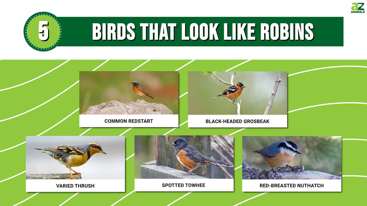 5 Birds That Look Like Robins (and How to Tell the Difference) - A-Z ...