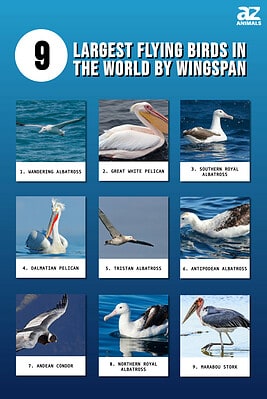 The 9 Largest Flying Birds in the World By Wingspan - A-Z Animals