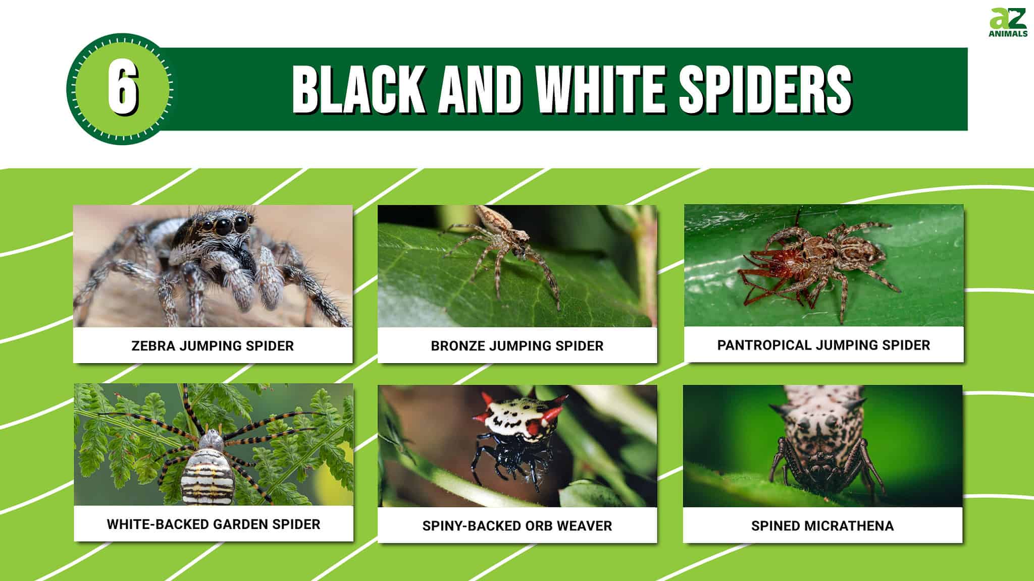 6 Black and White Spiders (With Pictures of Each!) - A-Z Animals