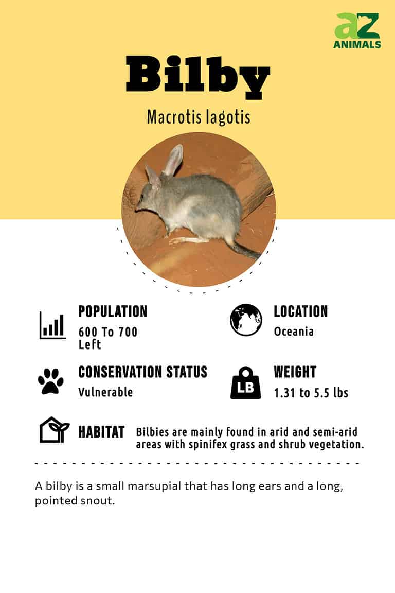 Bilby Animal Facts - Macrotis lagotis - A-Z Animals