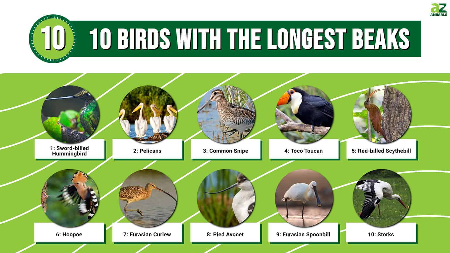 10 Birds with the Longest Beaks and How They Use Them - A-Z Animals
