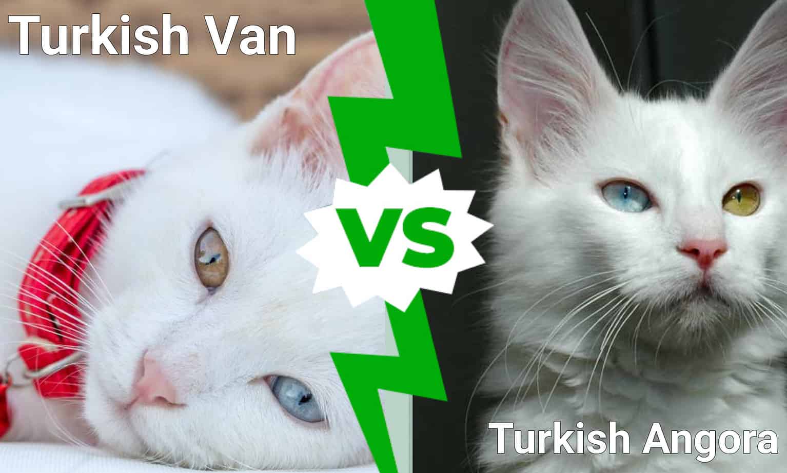Turkish Van vs. Turkish Angora - A-Z Animals