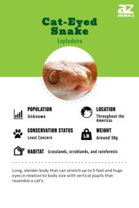 Cat-Eyed Snake Animal Facts - Leptodeira annulata - A-Z Animals
